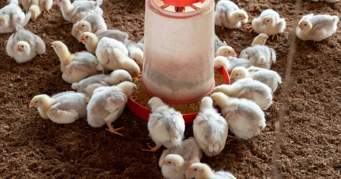 ESA urges Norway to continue to strengthen welfare controls for laying ...