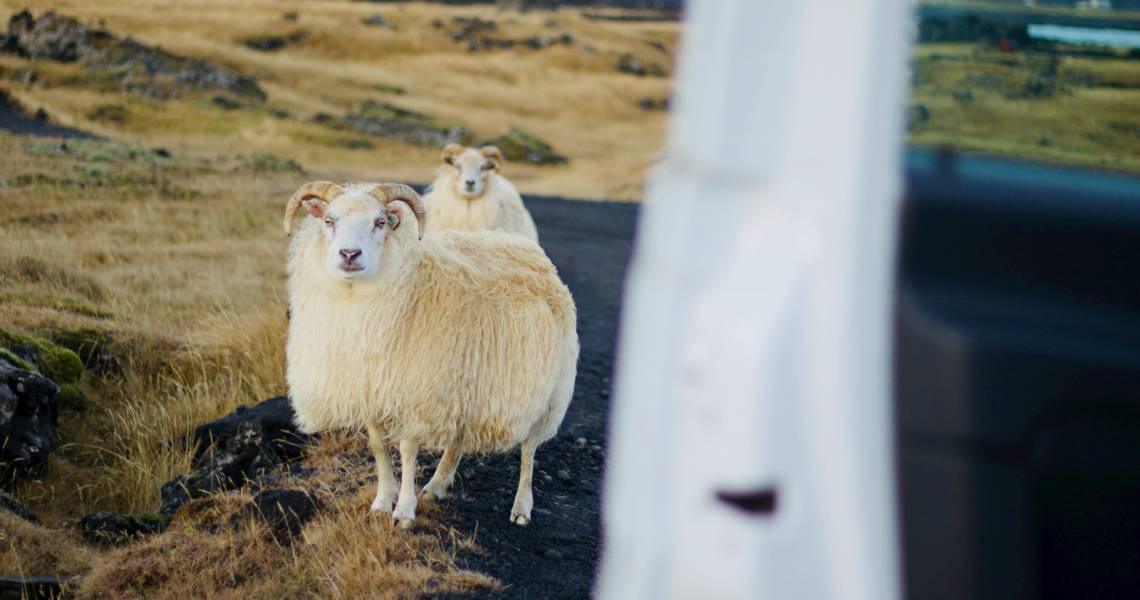Food safety: Iceland makes progress in several areas, but controls of ...